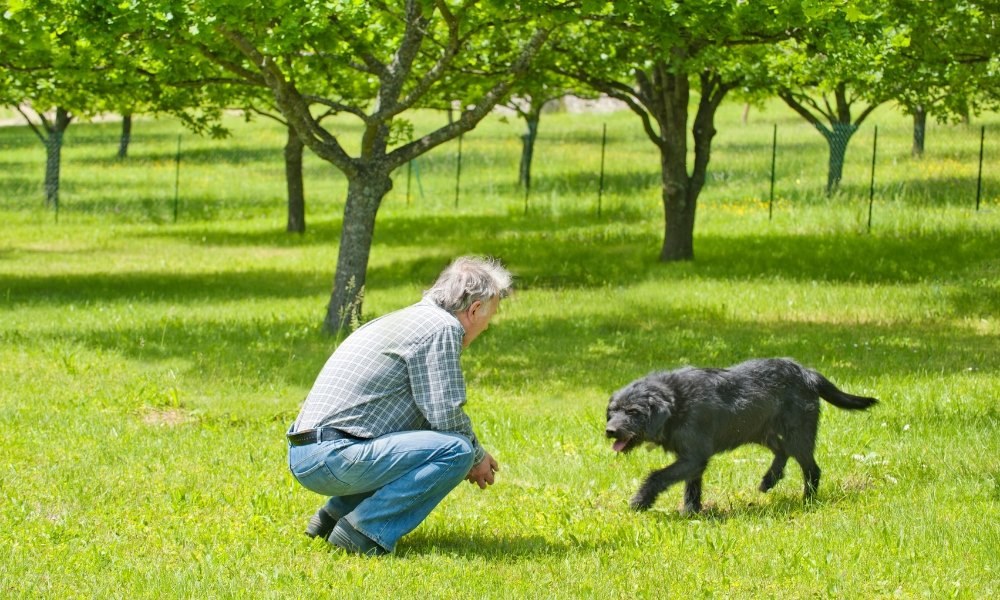 Apprendre le rappel à son chien : les bonnes pratiques